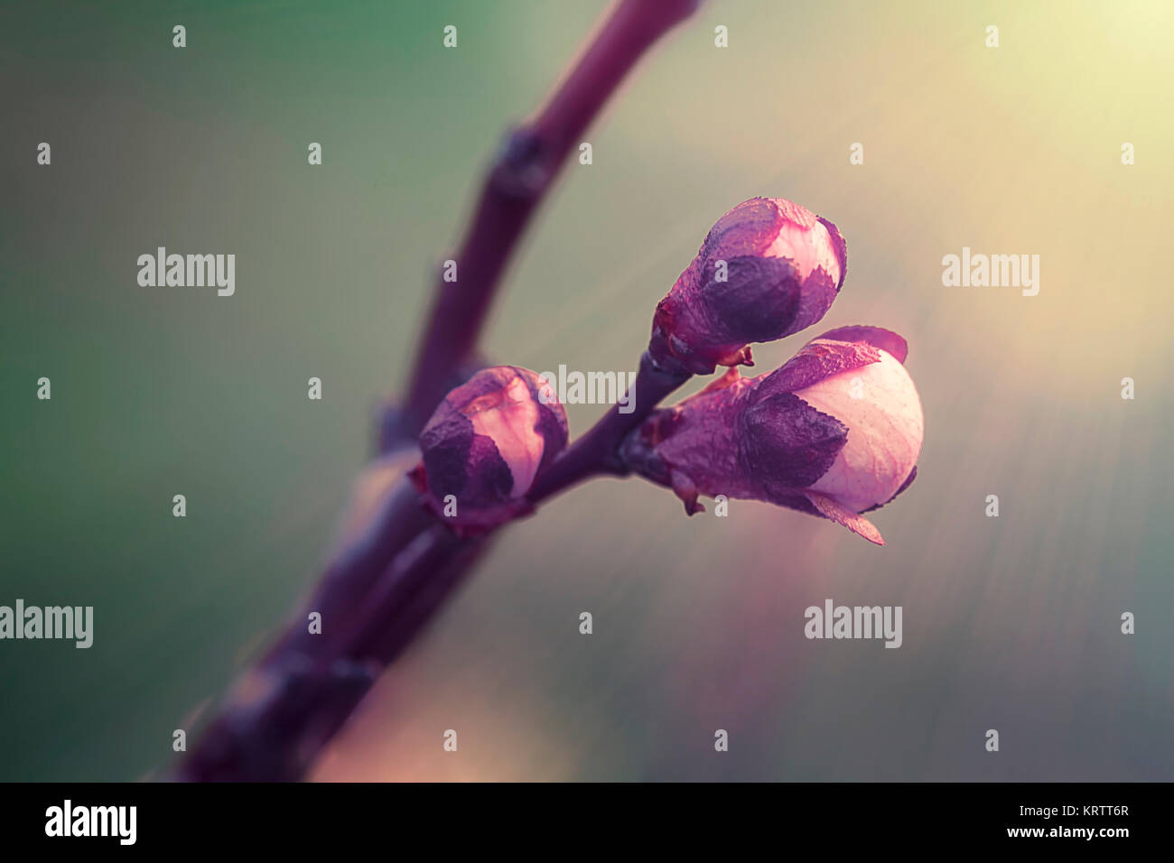 Beautiful flowering fruit tree. Background with flowers on a spring day ...