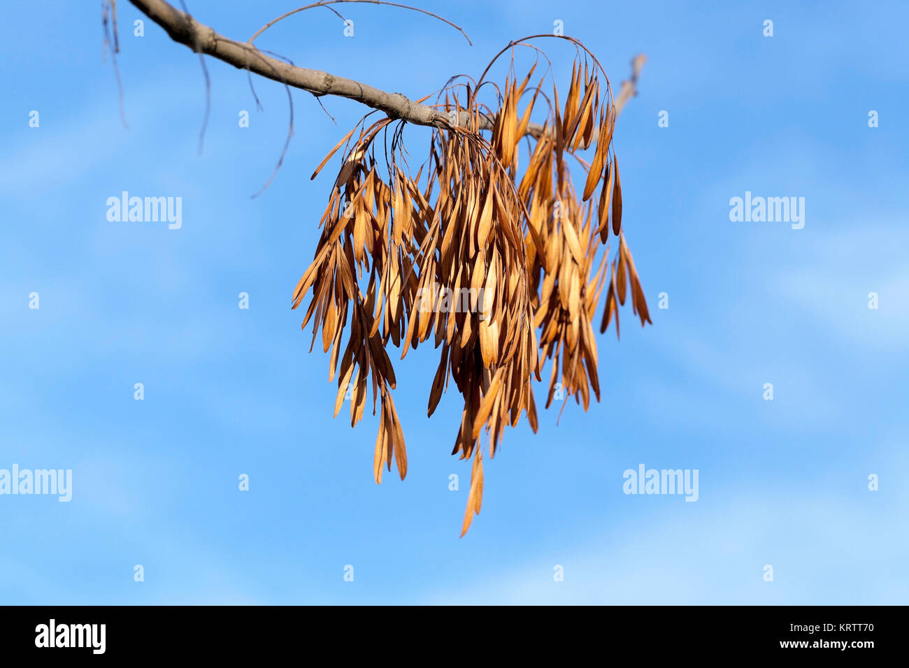 maple seeds fall Stock Photo - Alamy
