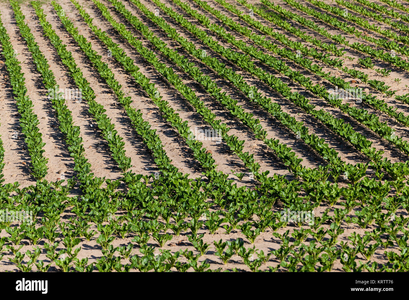 field with beetroot Stock Photo - Alamy