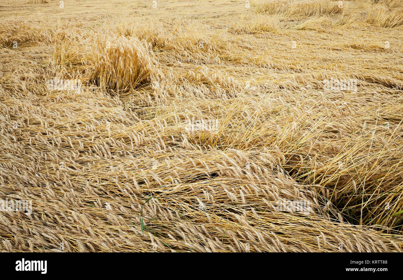 farm field cereals Stock Photo - Alamy