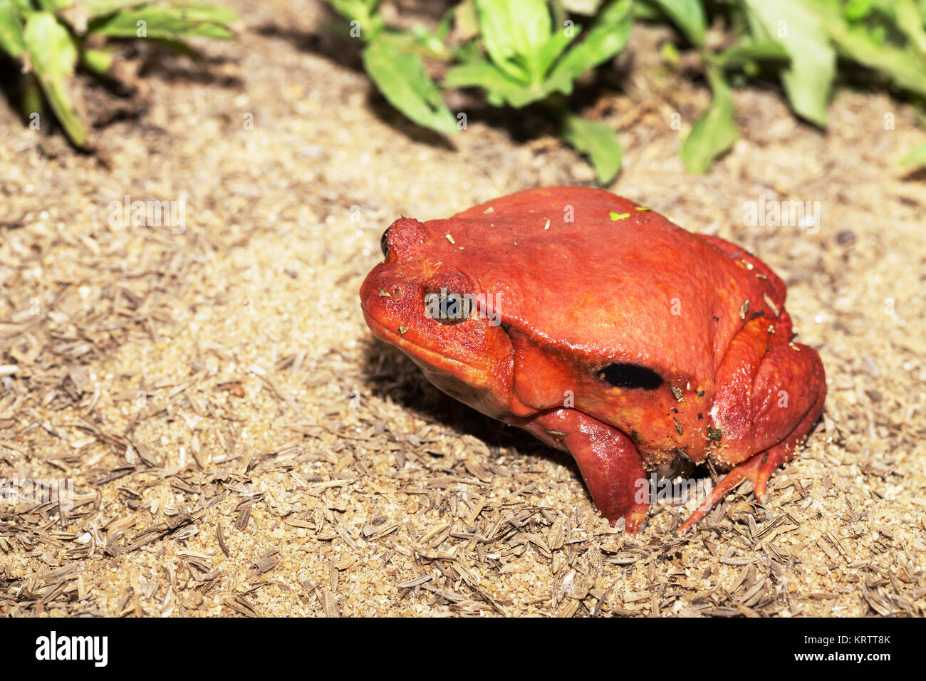 big red Tomato frogs, Dyscophus antongilii Stock Photo - Alamy