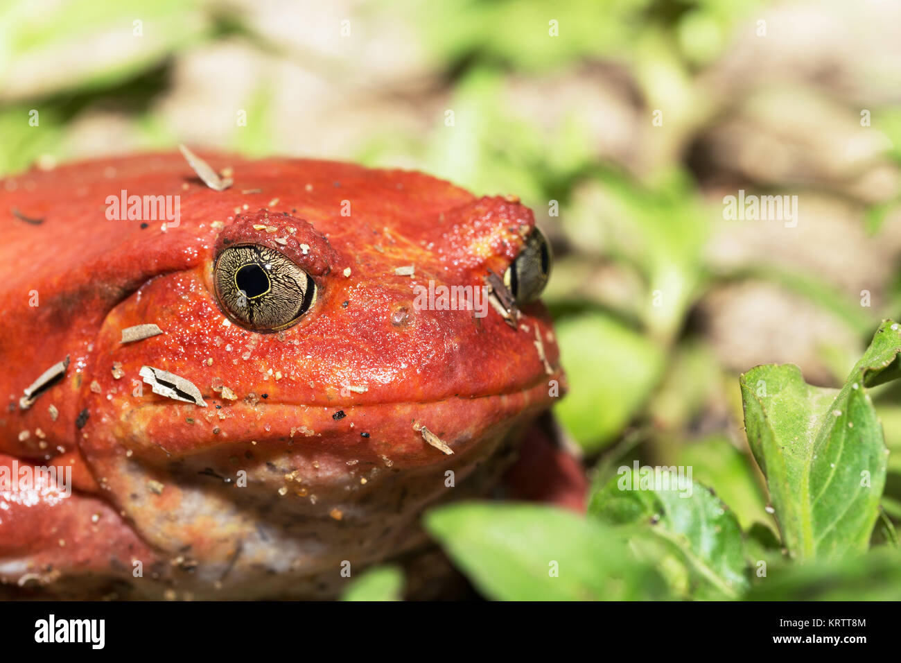 Tomato frogs, Dyscophus antongilii Stock Photo - Alamy