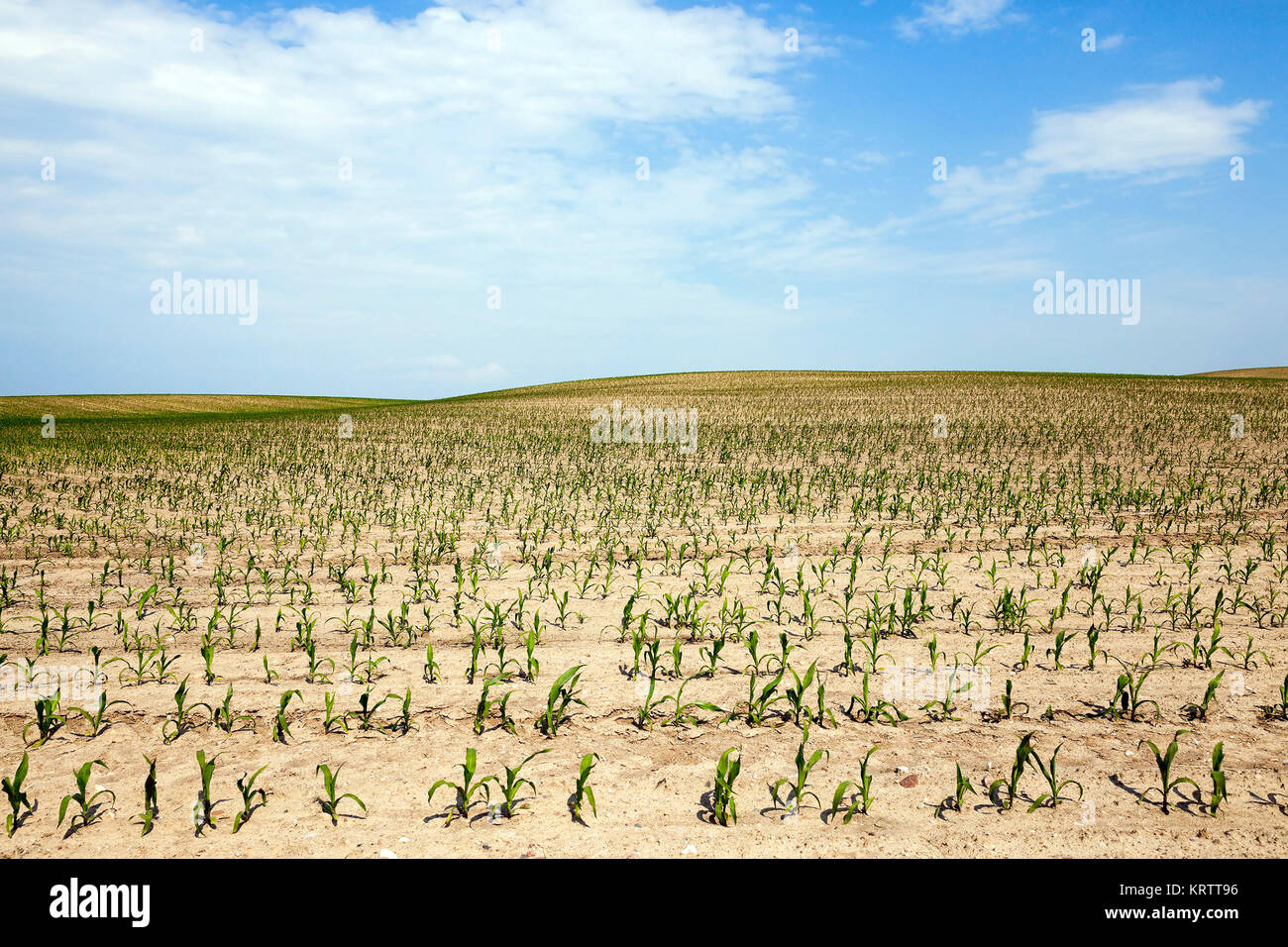 Corn field, summer Stock Photo - Alamy