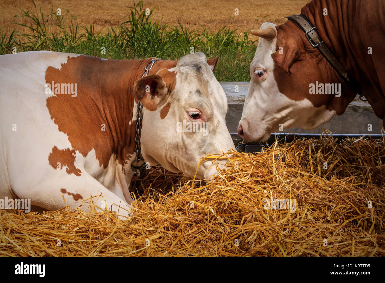 Cow and bull lying and eating on hay in the field Stock Photo - Alamy