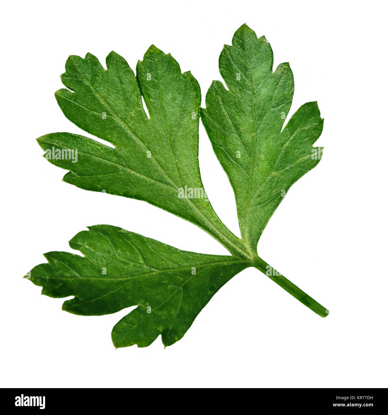 Fresh herbs parsley leaf view on top, isolated on white Stock Photo - Alamy