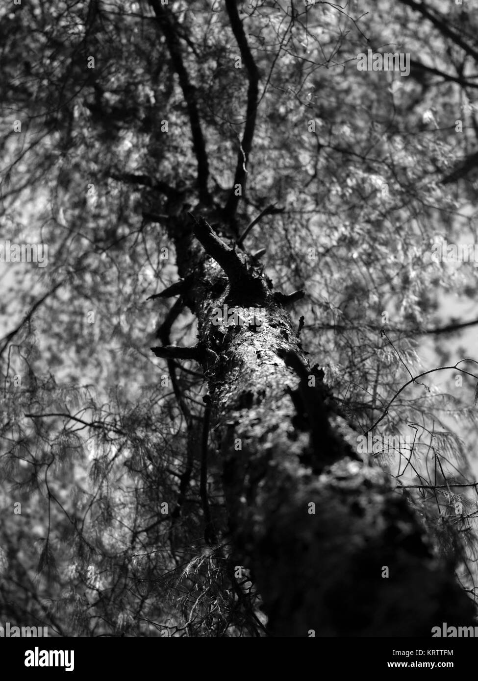 TRUNK AND BRANCHES OF TREE Stock Photo - Alamy