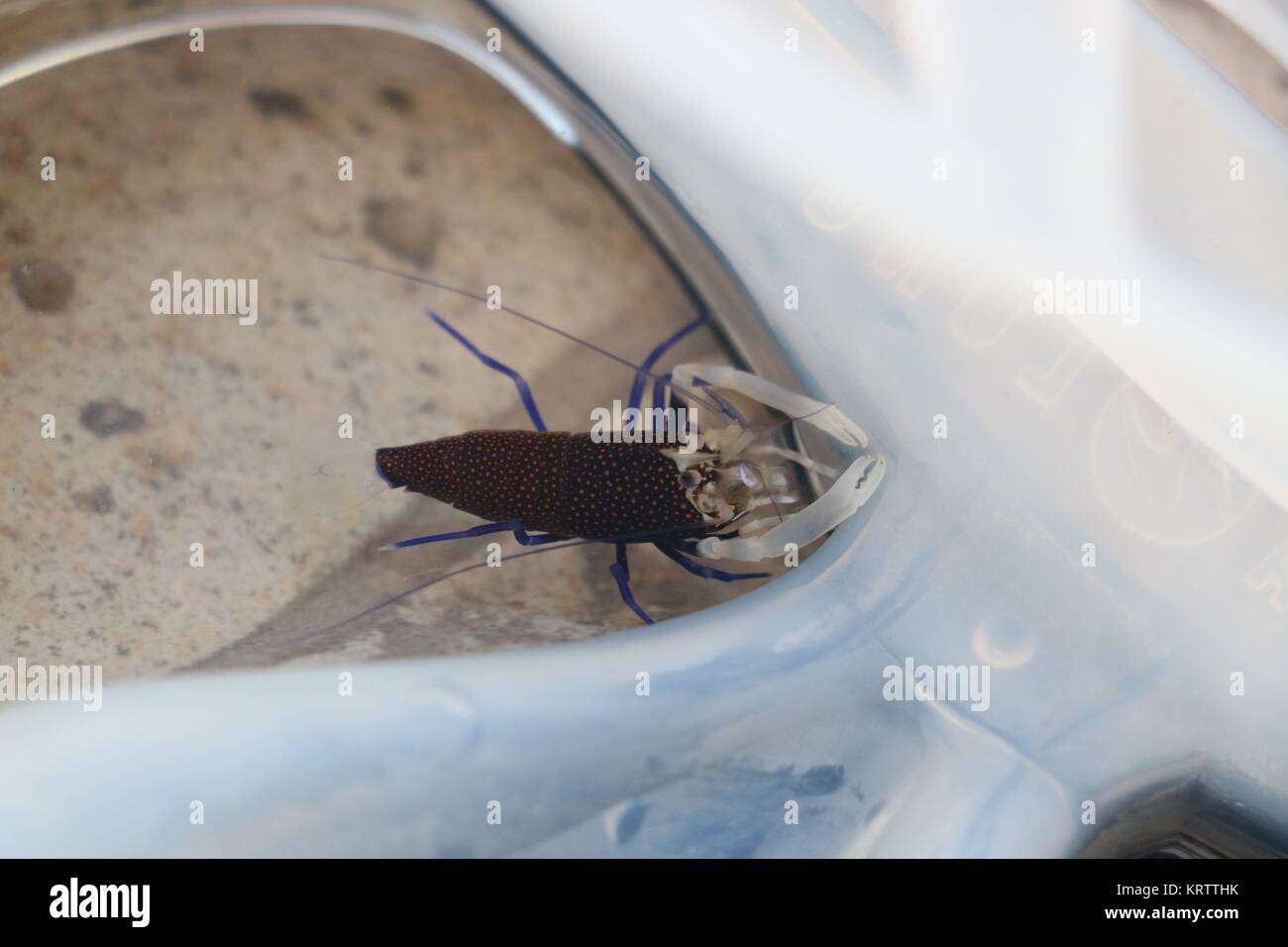 Beautiful blue spotted shrimp inside diving mask Stock Photo - Alamy