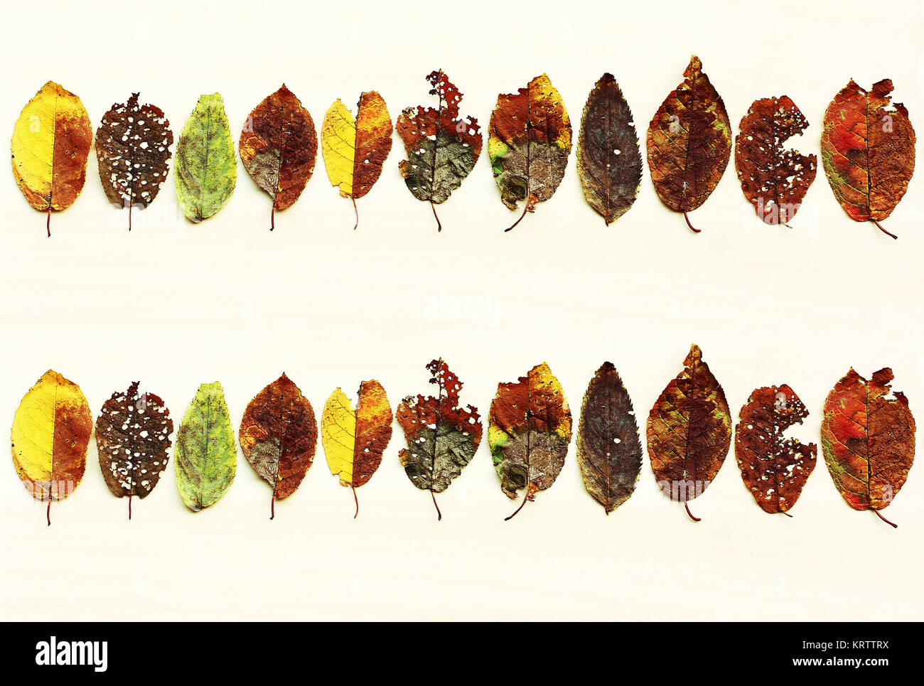 colorful leaves variety in autumn. many colorful autumn leaves Stock ...