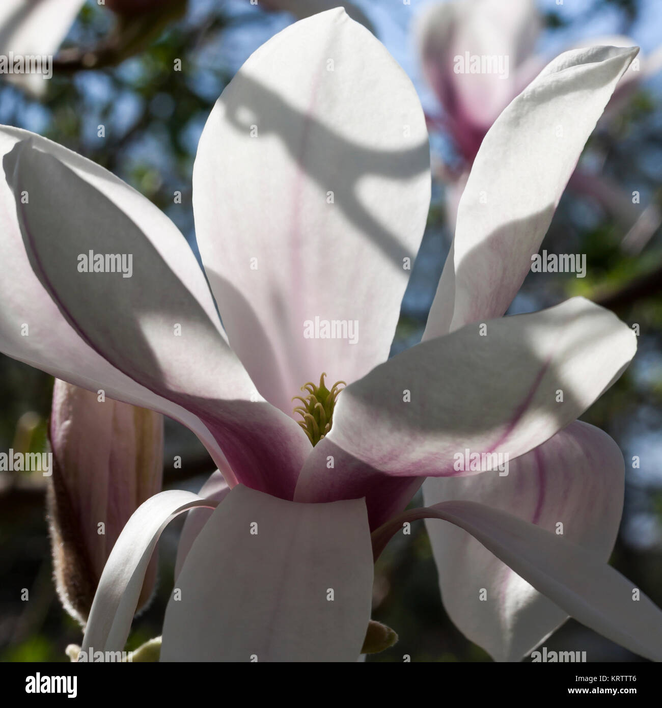 open magnolia blossom Stock Photo - Alamy