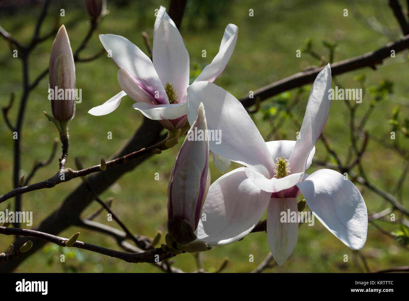Conspicuously flowering hi-res stock photography and images - Alamy