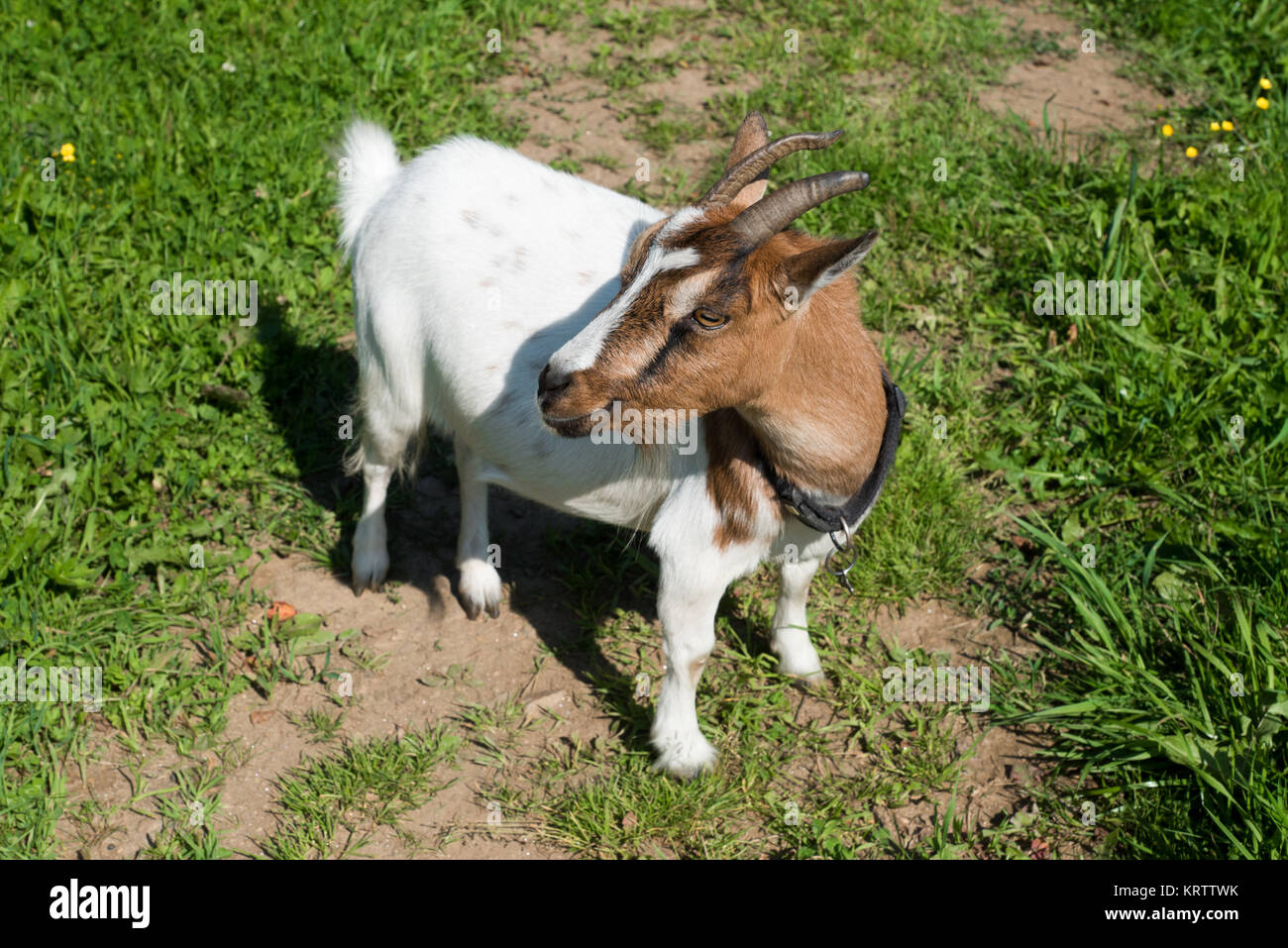 Brown white colored goat in the austrian alps Stock Photo - Alamy