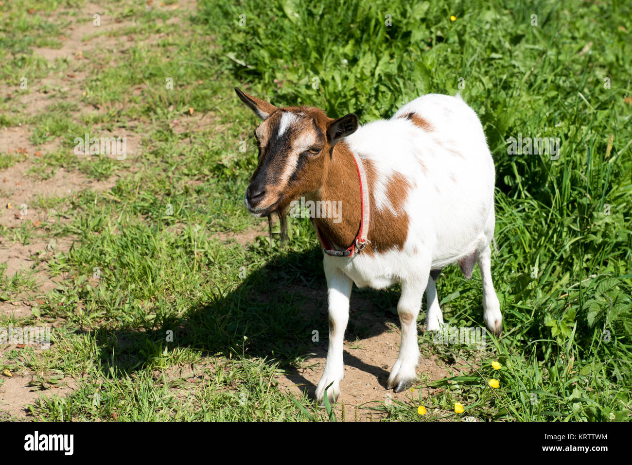 Brown white colored goat in the austrian alps Stock Photo - Alamy