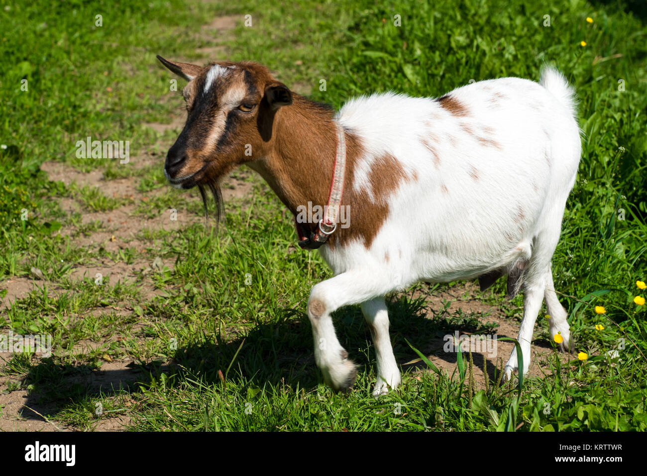 Goat in austrian alps hi-res stock photography and images - Alamy