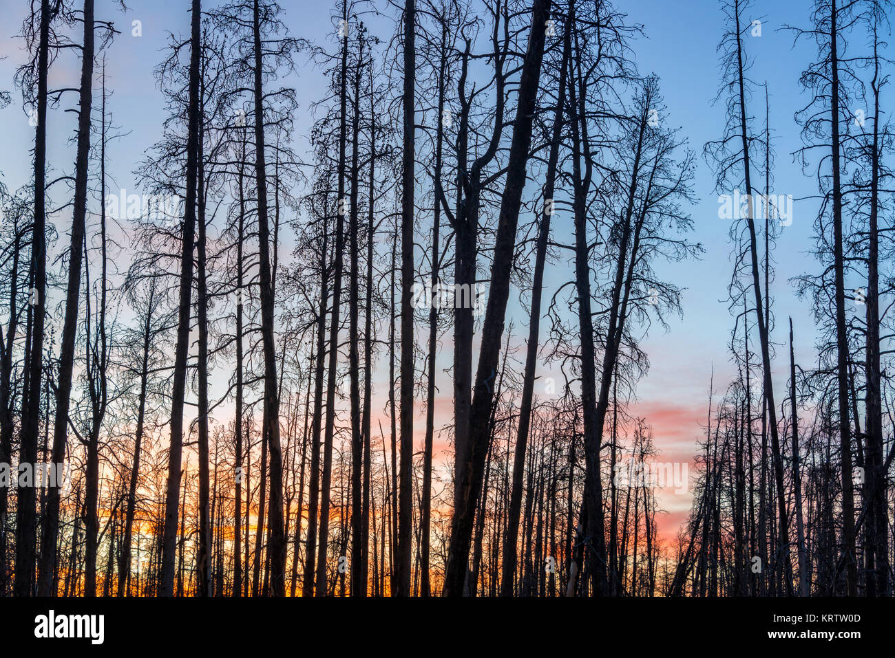 Sunset through Dead Trees Stock Photo - Alamy