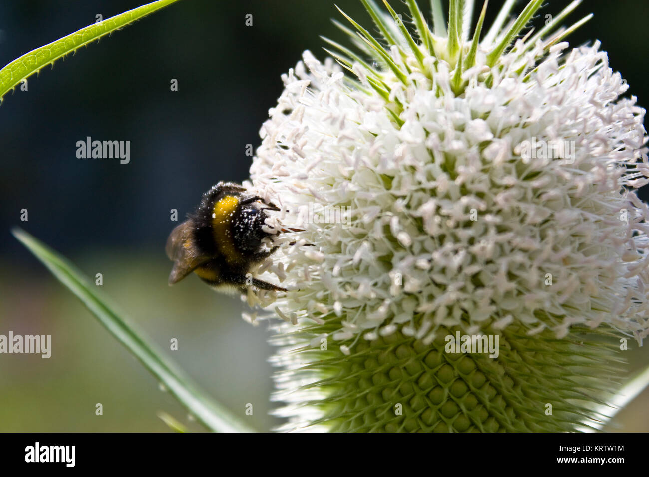 Bumble bee on white Dipsacus Silvester - Wild teasel Stock Photo - Alamy