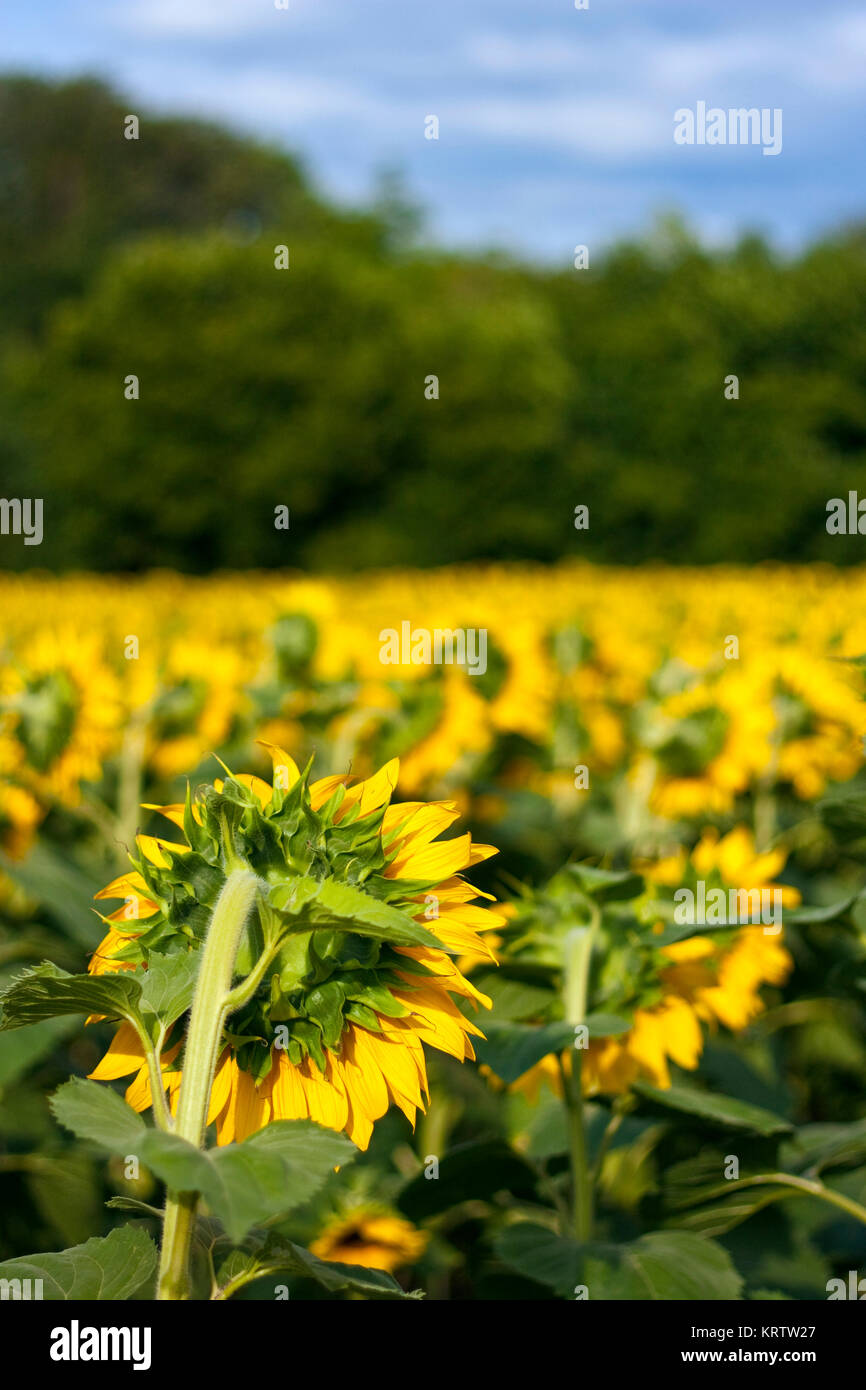 Sunflower field from behind with trees and blue sky Stock Photo - Alamy