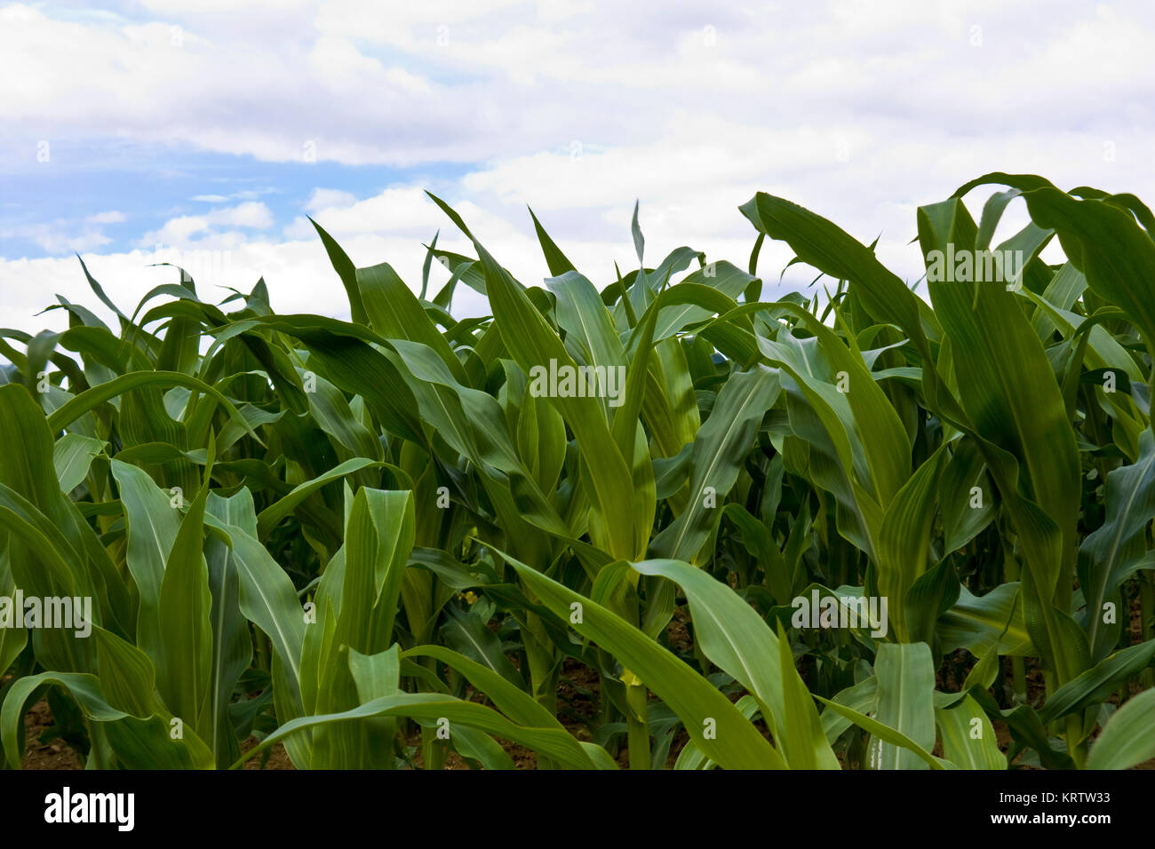 Plant with fresh young maize Stock Photo - Alamy