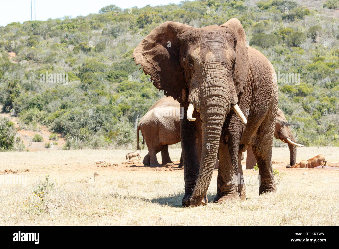 African Elephant stopping and posing Stock Photo - Alamy