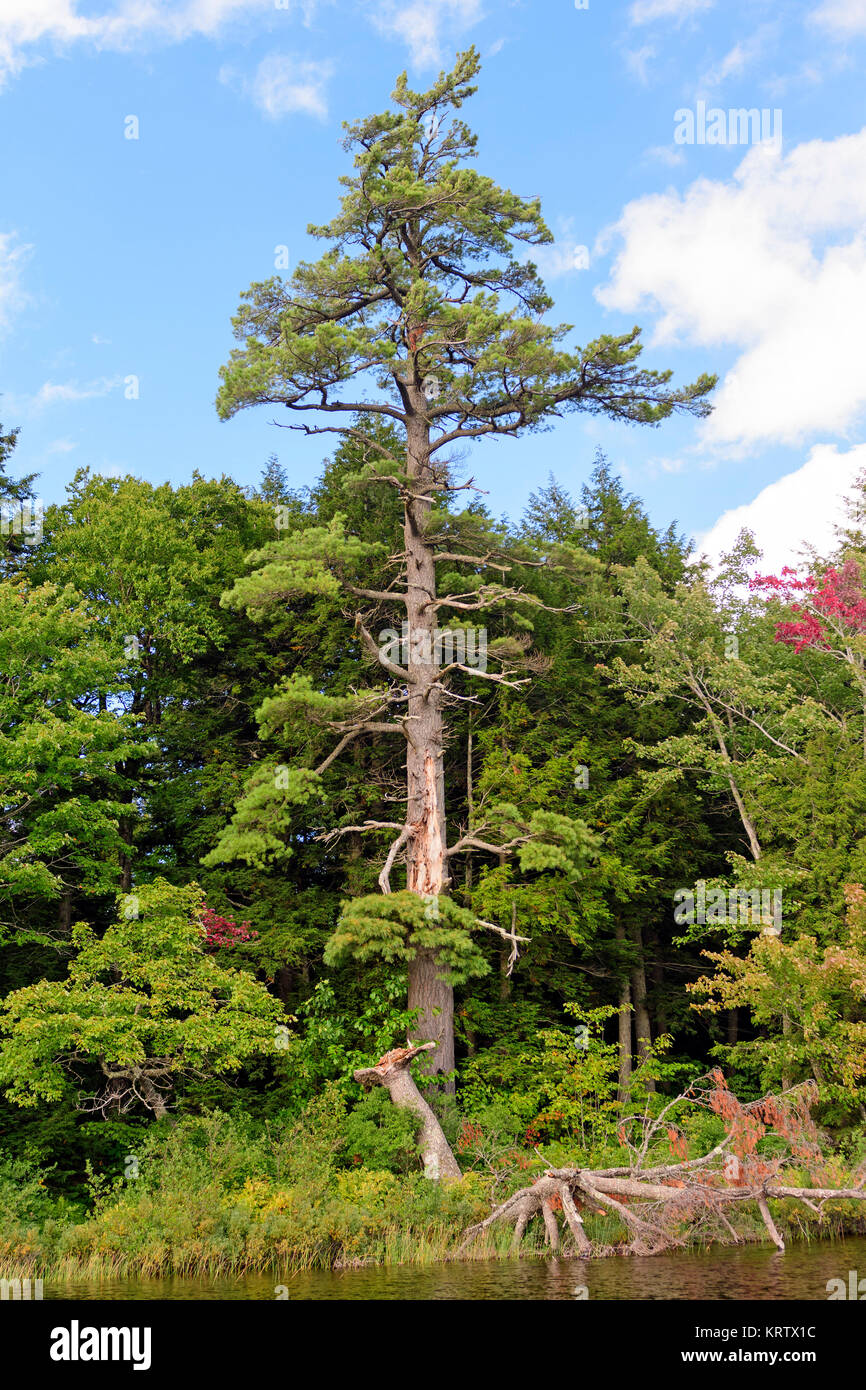 Eastern white pine northern white hi-res stock photography and images ...