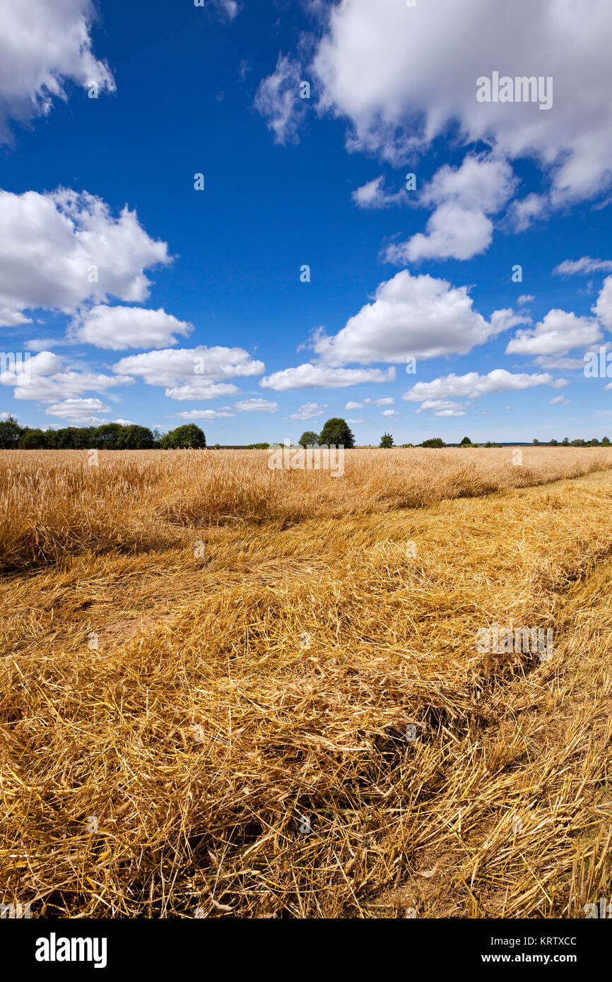 agricultural field , harvesting Stock Photo - Alamy
