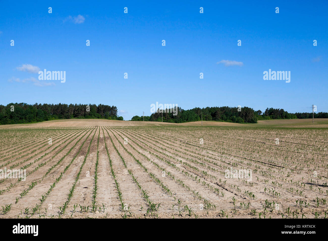 cracked earth in the field Stock Photo - Alamy
