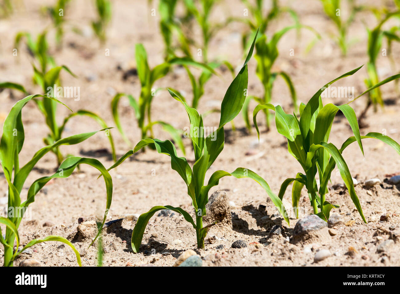 Field of green corn Stock Photo - Alamy