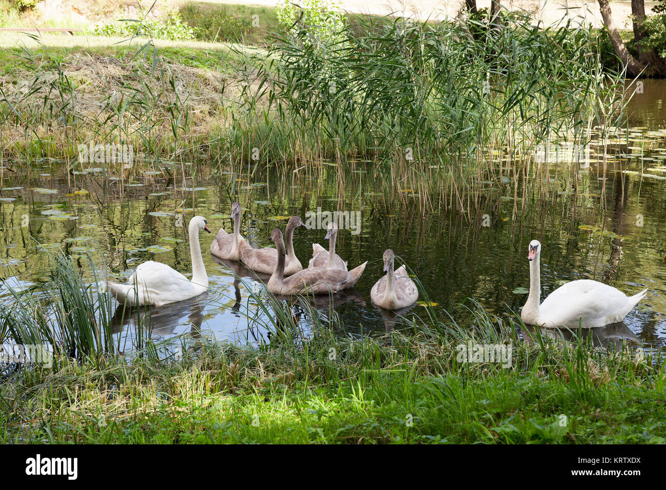Swans family pond Stock Photo - Alamy