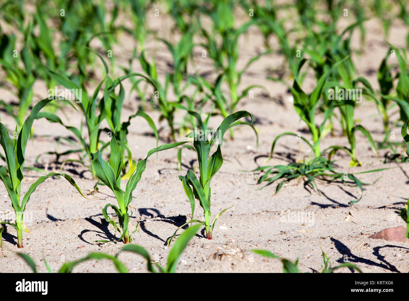 Field of green corn Stock Photo - Alamy