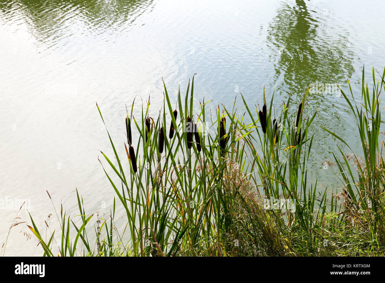 green swamp, close-up Stock Photo - Alamy