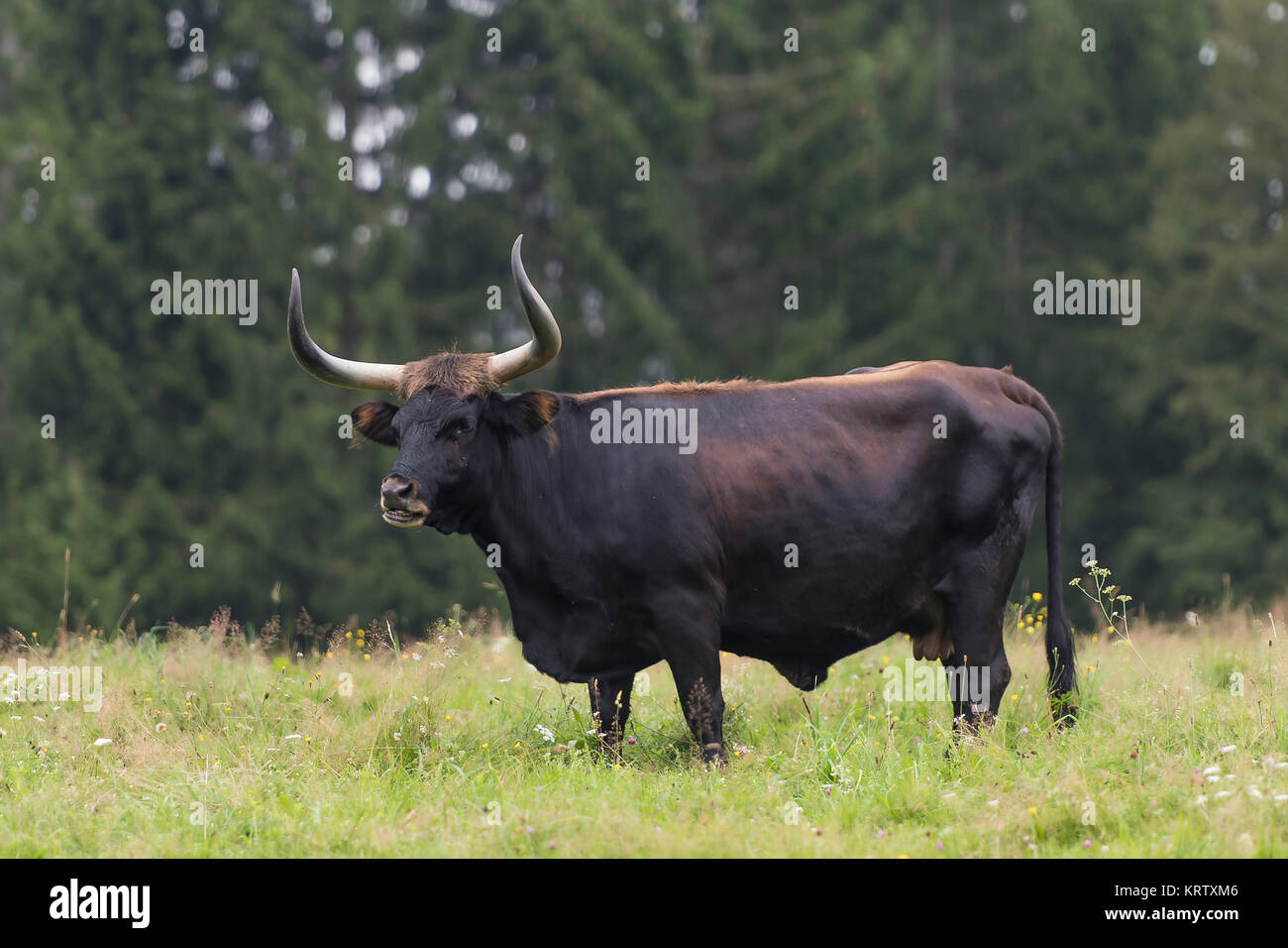 Bovine bull hi-res stock photography and images - Alamy