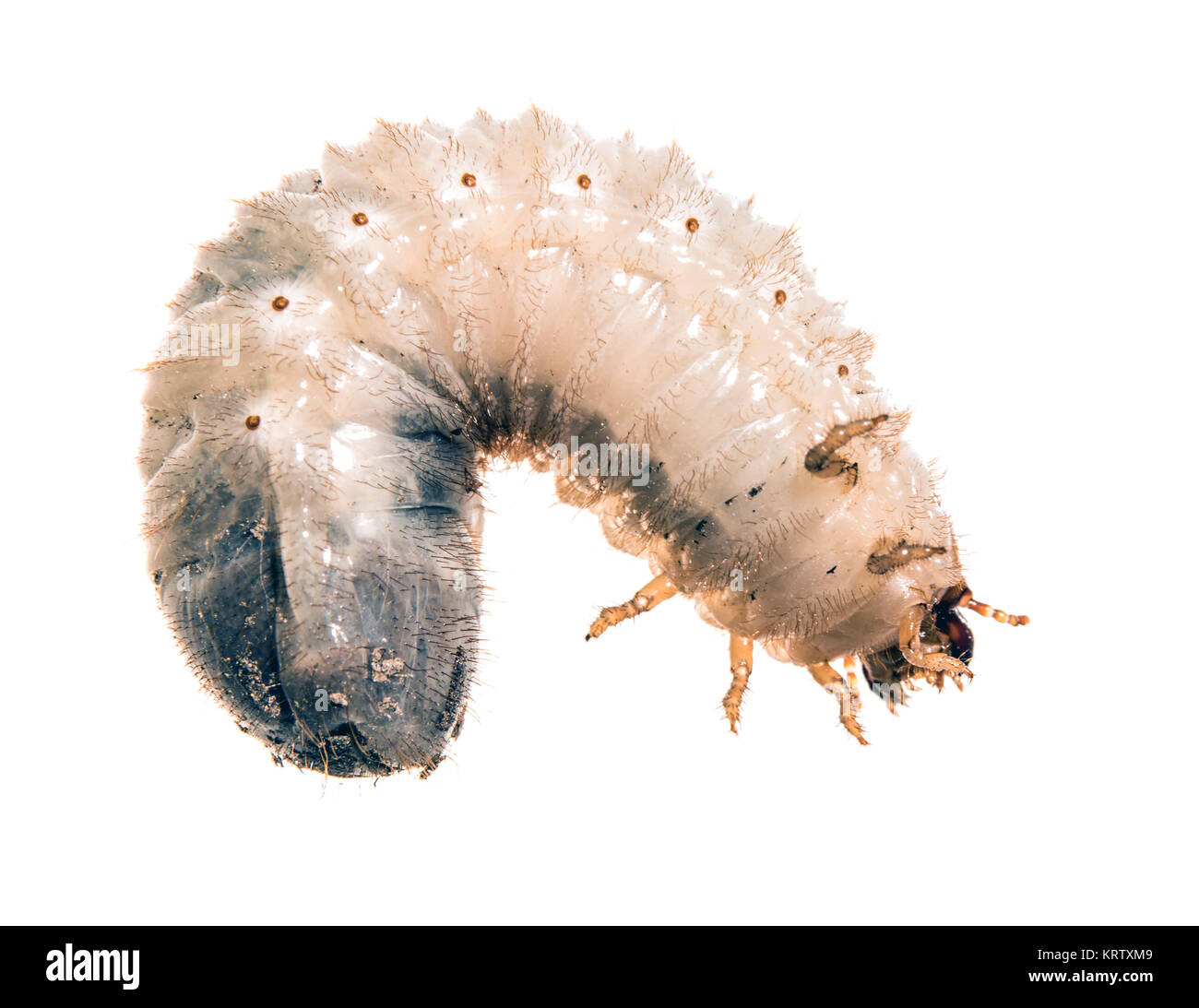 Engerling hi-res stock photography and images - Alamy