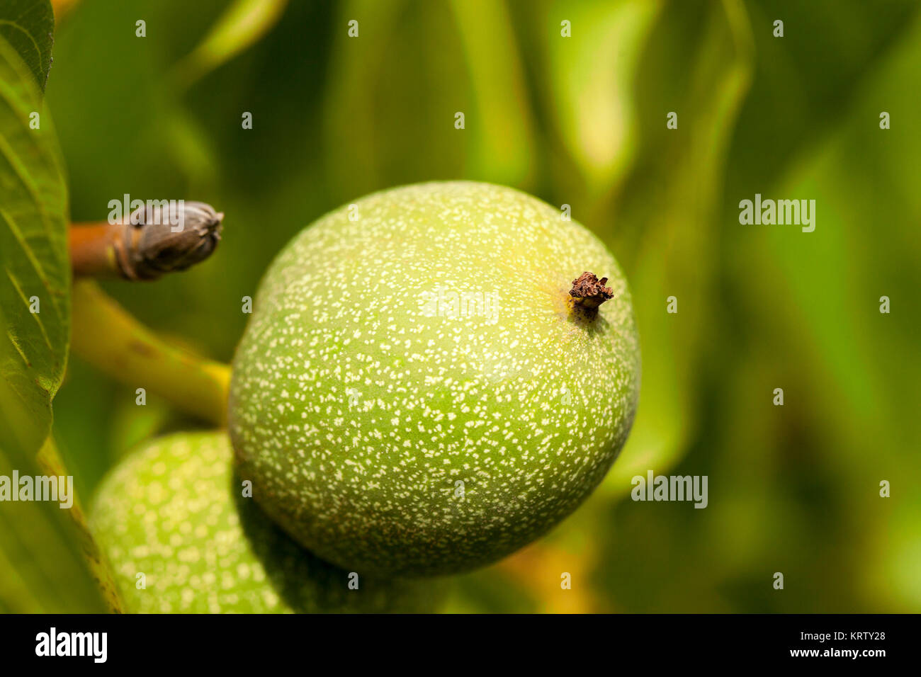 unripe green walnuts Stock Photo - Alamy