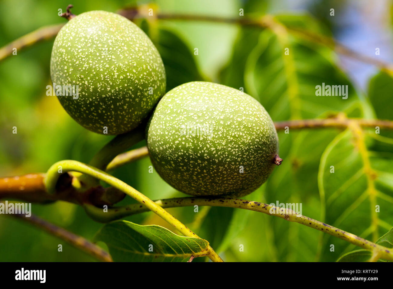 unripe green walnuts Stock Photo - Alamy