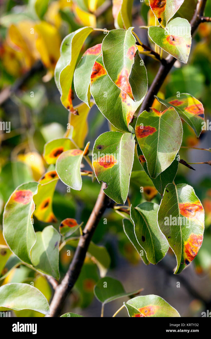 pear foliage in autumn Stock Photo - Alamy
