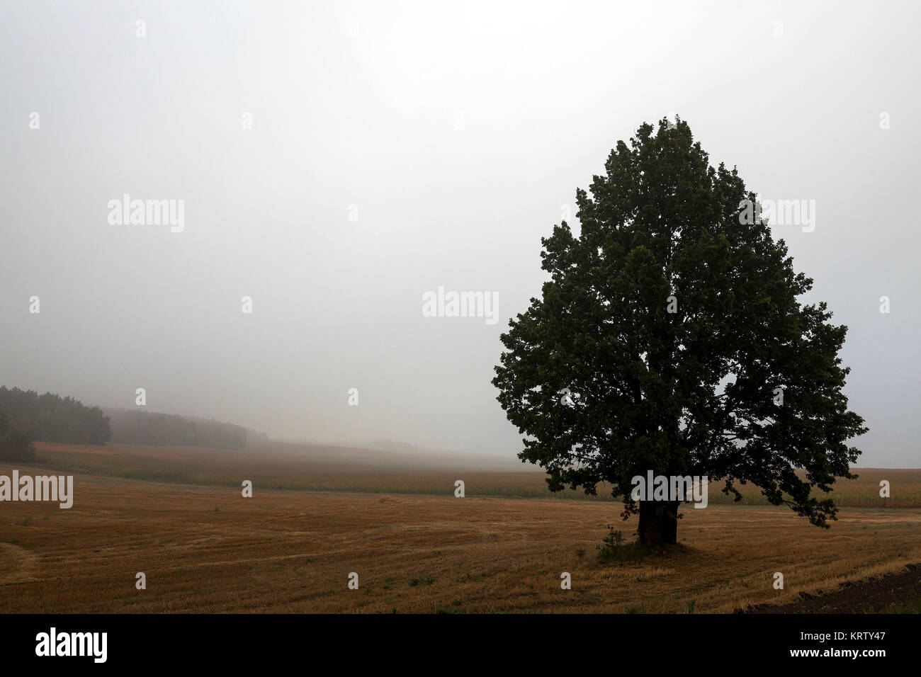 tree in the field Stock Photo - Alamy