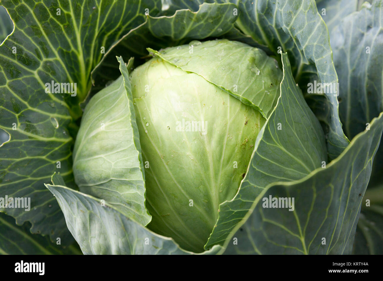green cabbage with drops Stock Photo - Alamy
