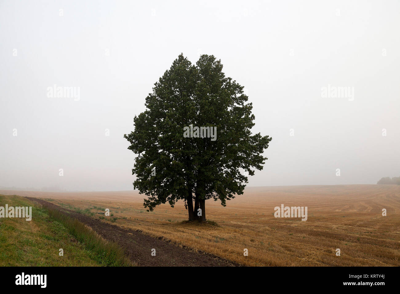 tree in the field Stock Photo - Alamy