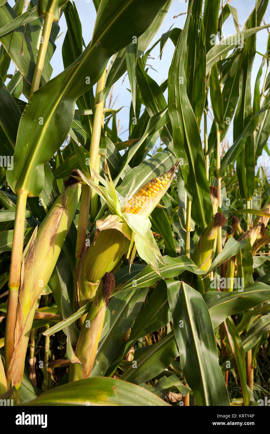 Field with corn Stock Photo - Alamy