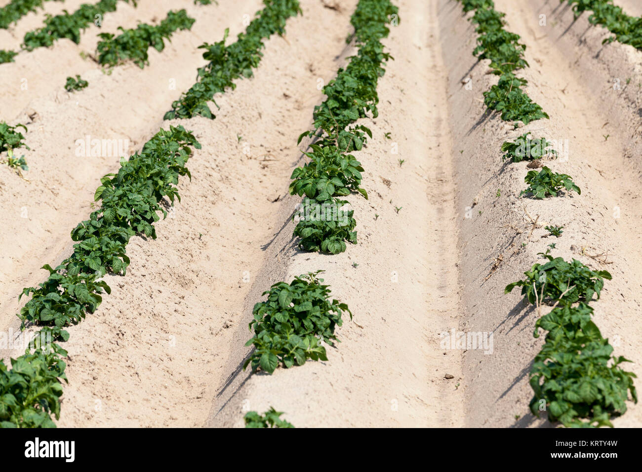 Agriculture, potato field Stock Photo - Alamy