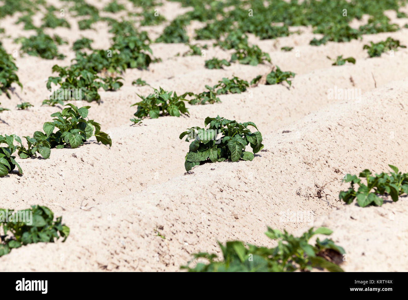 Agriculture, potato field Stock Photo - Alamy