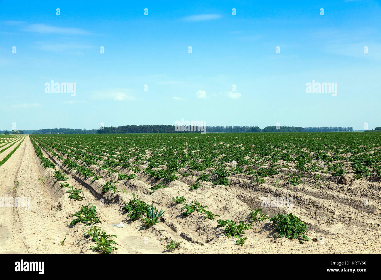 Agriculture, potato field Stock Photo - Alamy