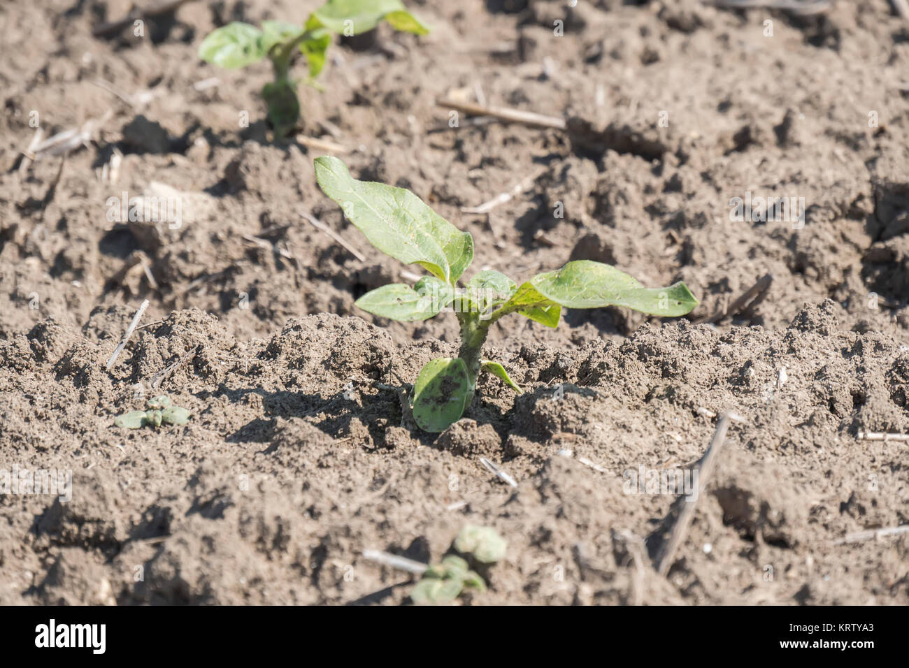 Plant sprout sunflower growing Stock Photo - Alamy