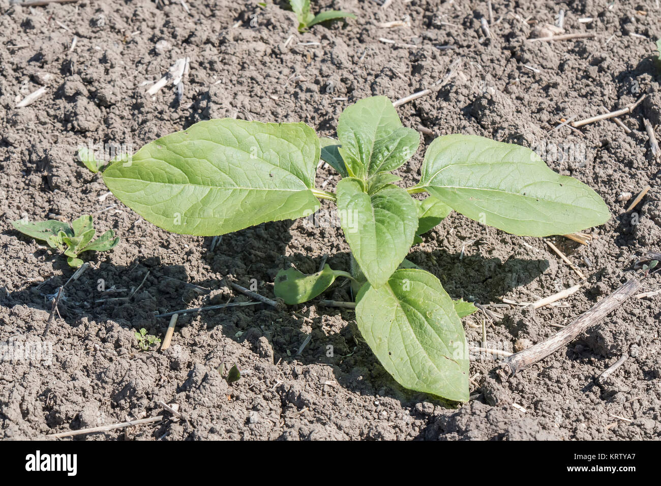 Plant sprout sunflower growing Stock Photo - Alamy