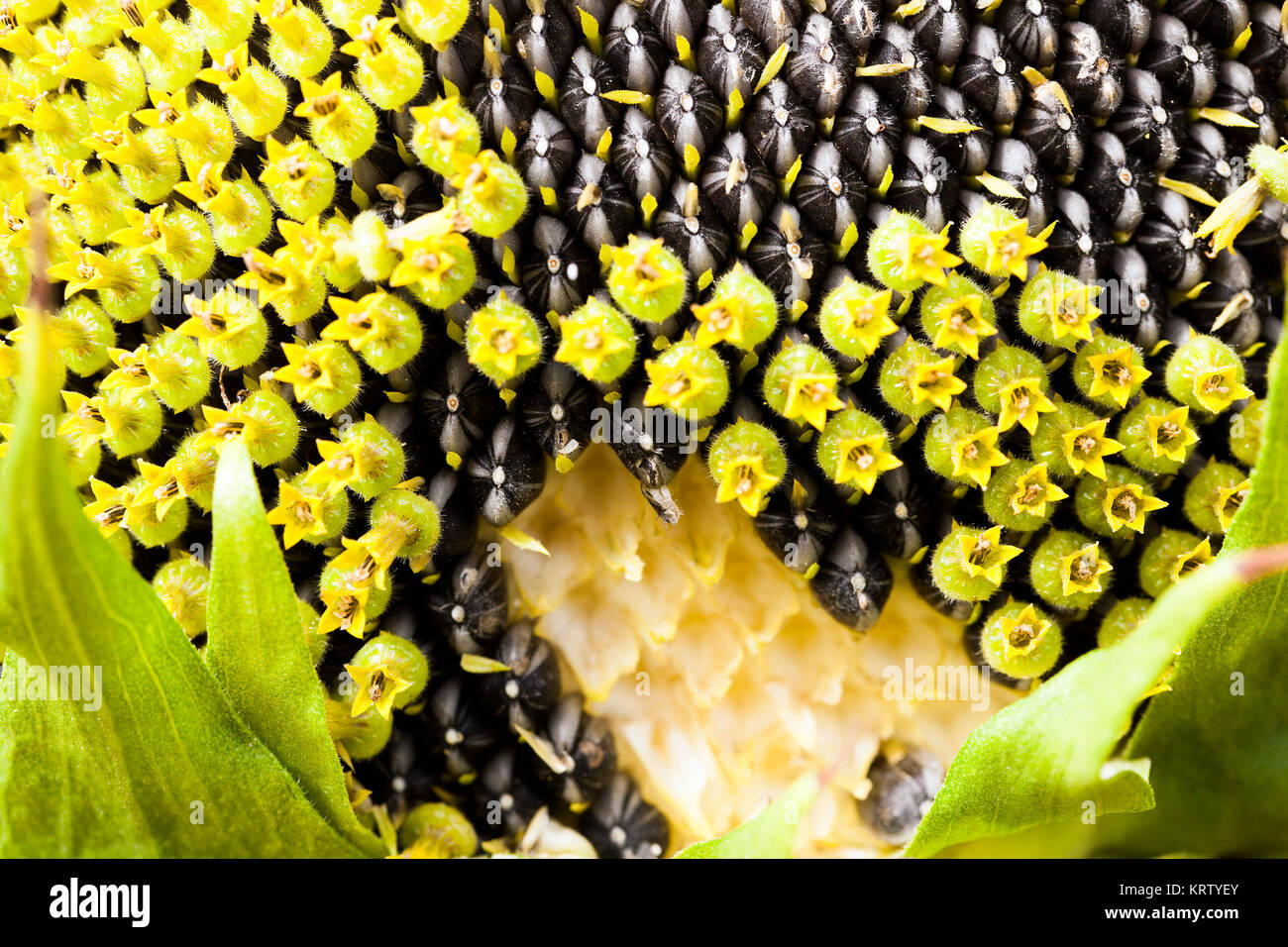 part ripe sunflower with seeds Stock Photo - Alamy