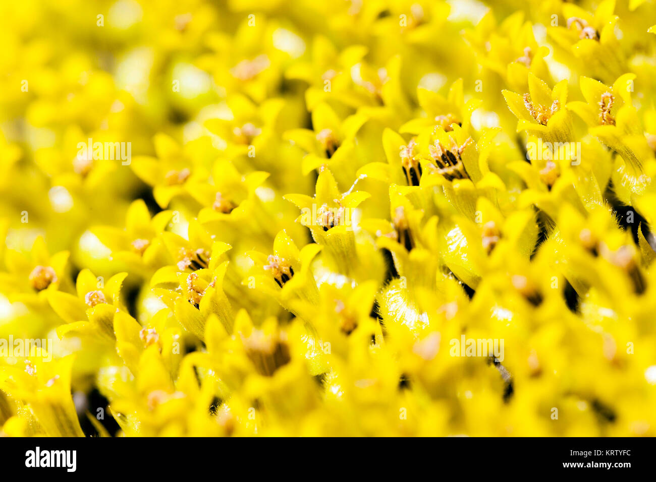 sunflower seeds, corolla Stock Photo - Alamy