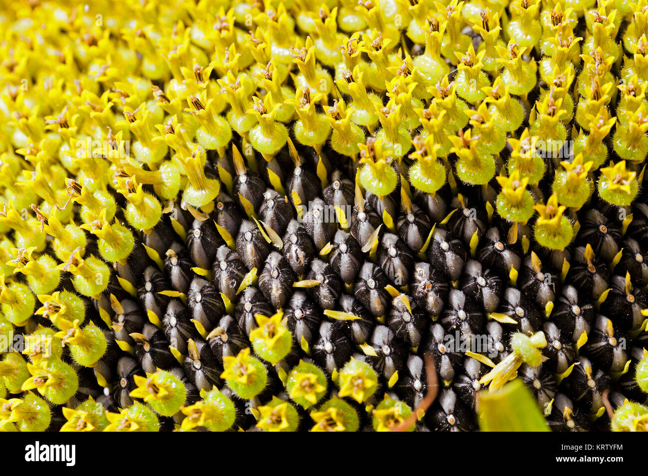 Sunflower seed formation hi-res stock photography and images - Alamy