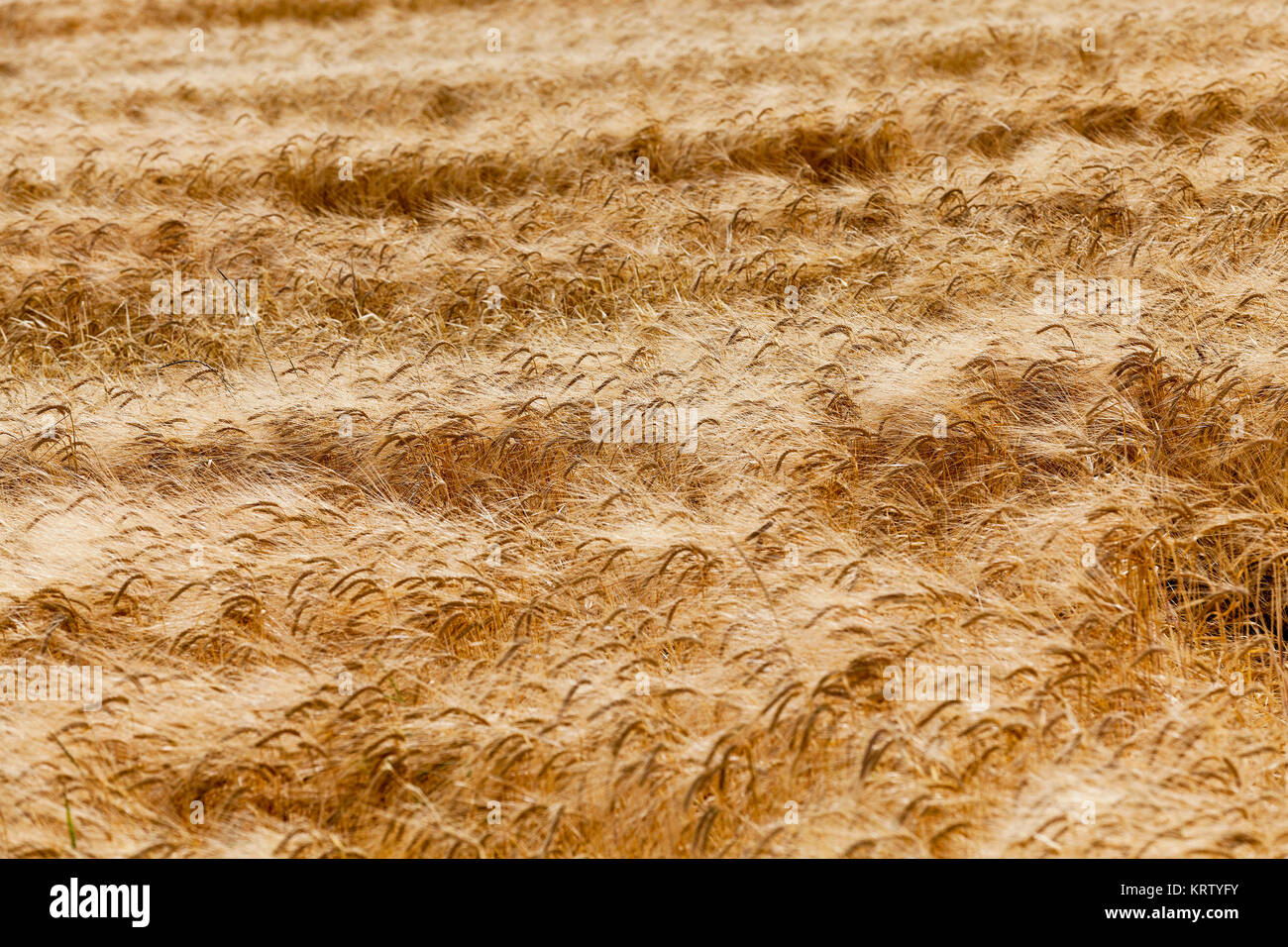 farm field cereals Stock Photo - Alamy