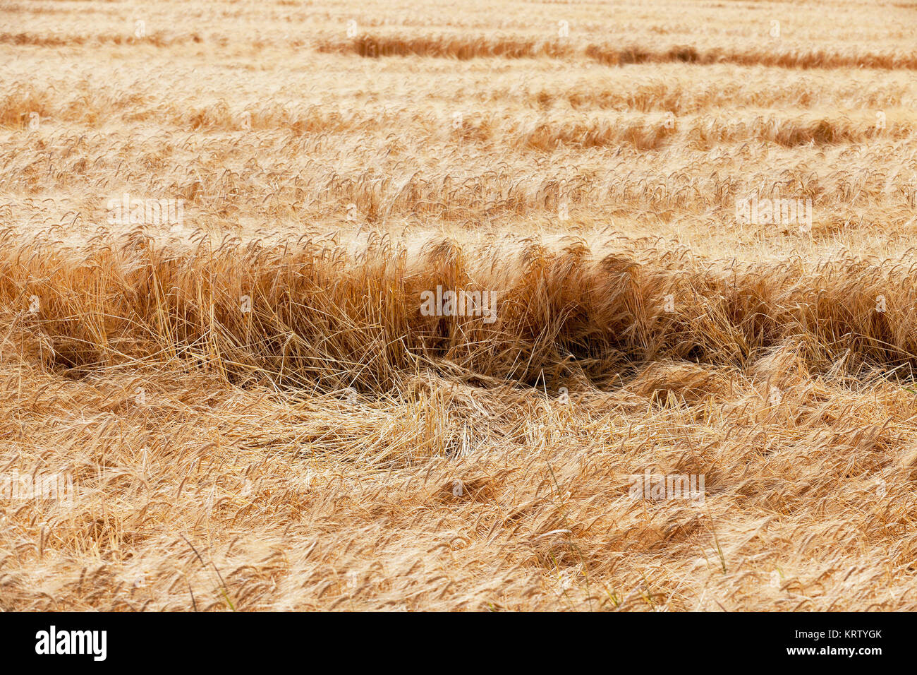 farm field cereals Stock Photo - Alamy