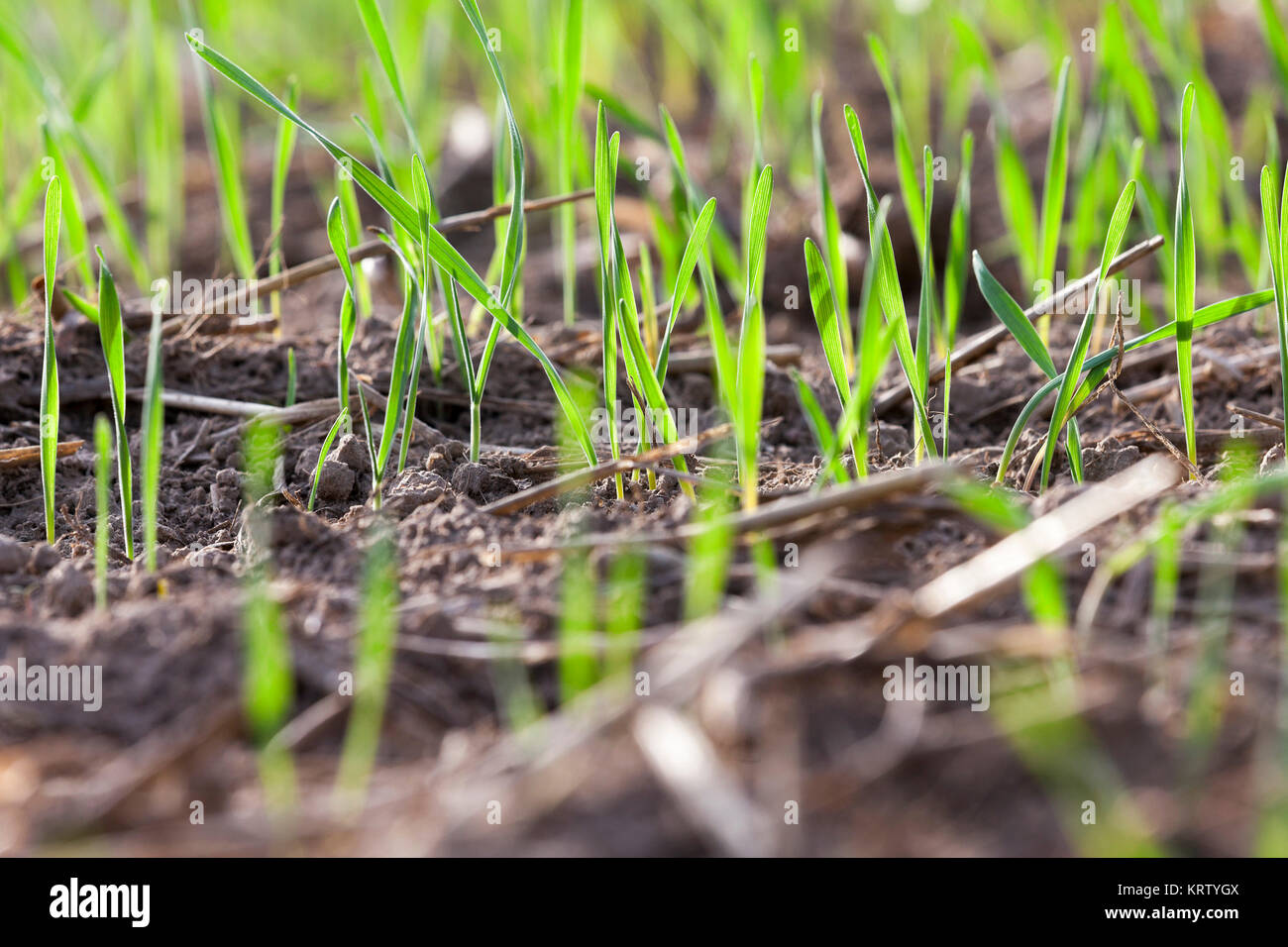 young grass plants, close-up Stock Photo - Alamy