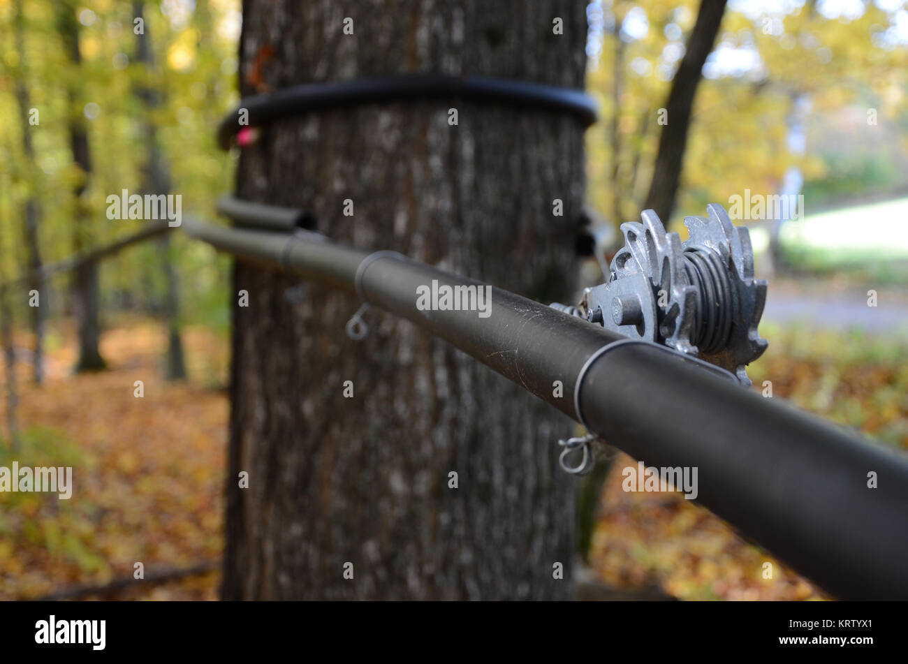 Maple syrup being tapped from the tree, Shelburne Farms, Vermont, USA ...